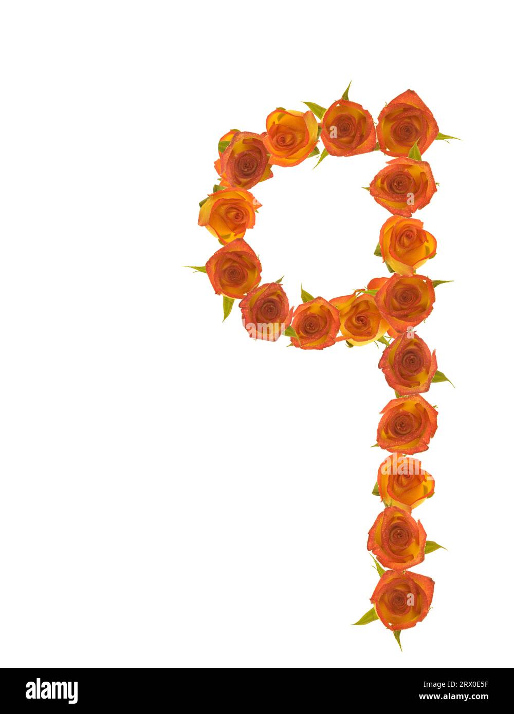 Number 9 made of sweetheart rose blossom of colorful wet yellow to red ...