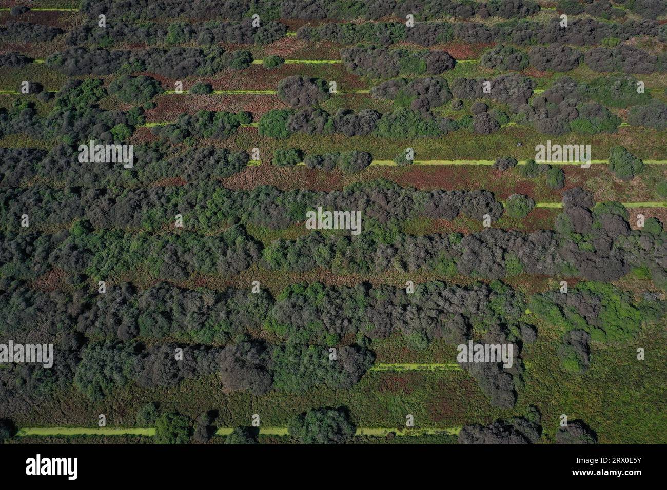 Germany. 15th Sep, 2023. Bog dam ditches run through the core zone of ...