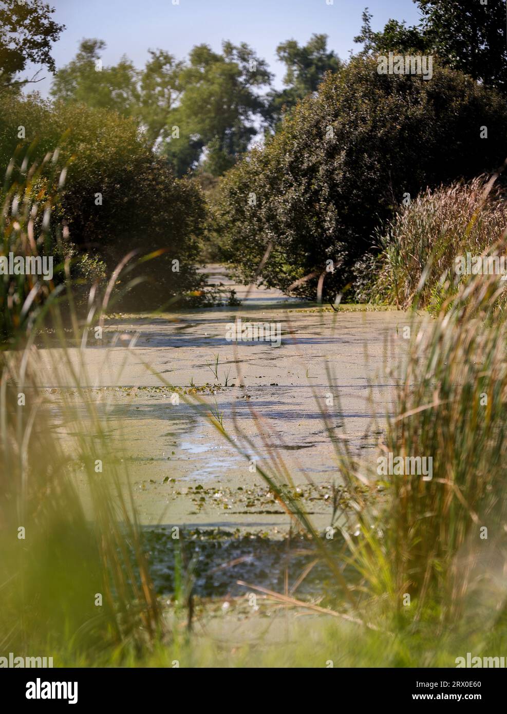 Germany. 15th Sep, 2023. A pond ditch runs through the core zone of the ...