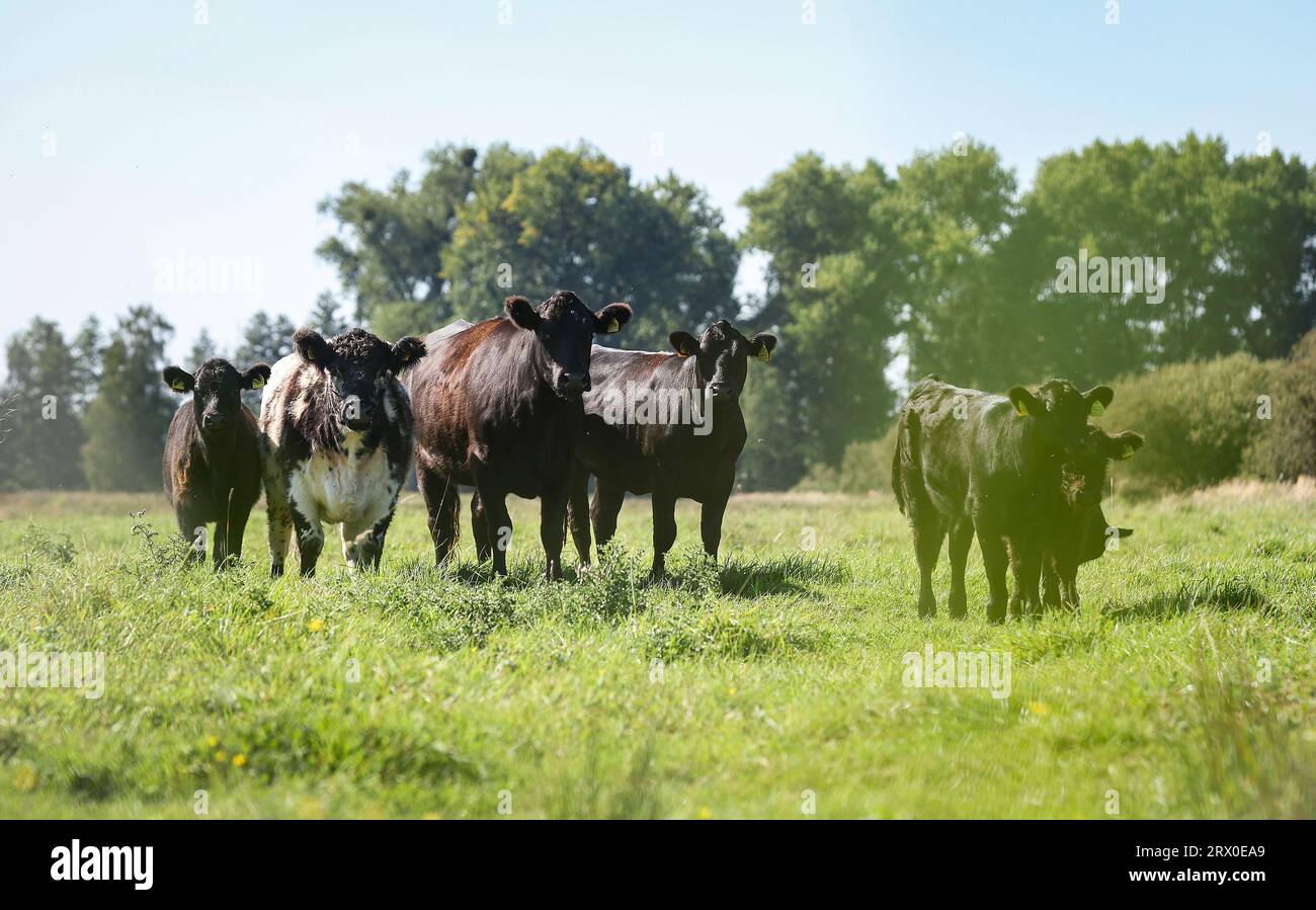 Germany. 15th Sep, 2023. A herd of cattle grazes in the Drömling Unesco ...