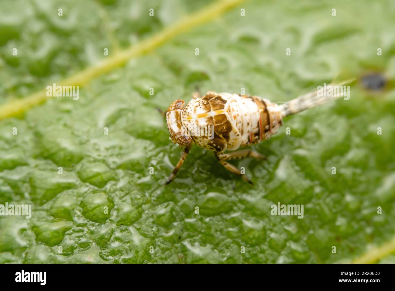 planthopper in the wild state Stock Photo - Alamy