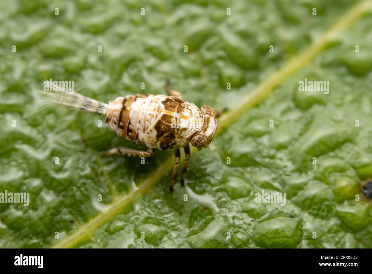 planthopper in the wild state Stock Photo - Alamy