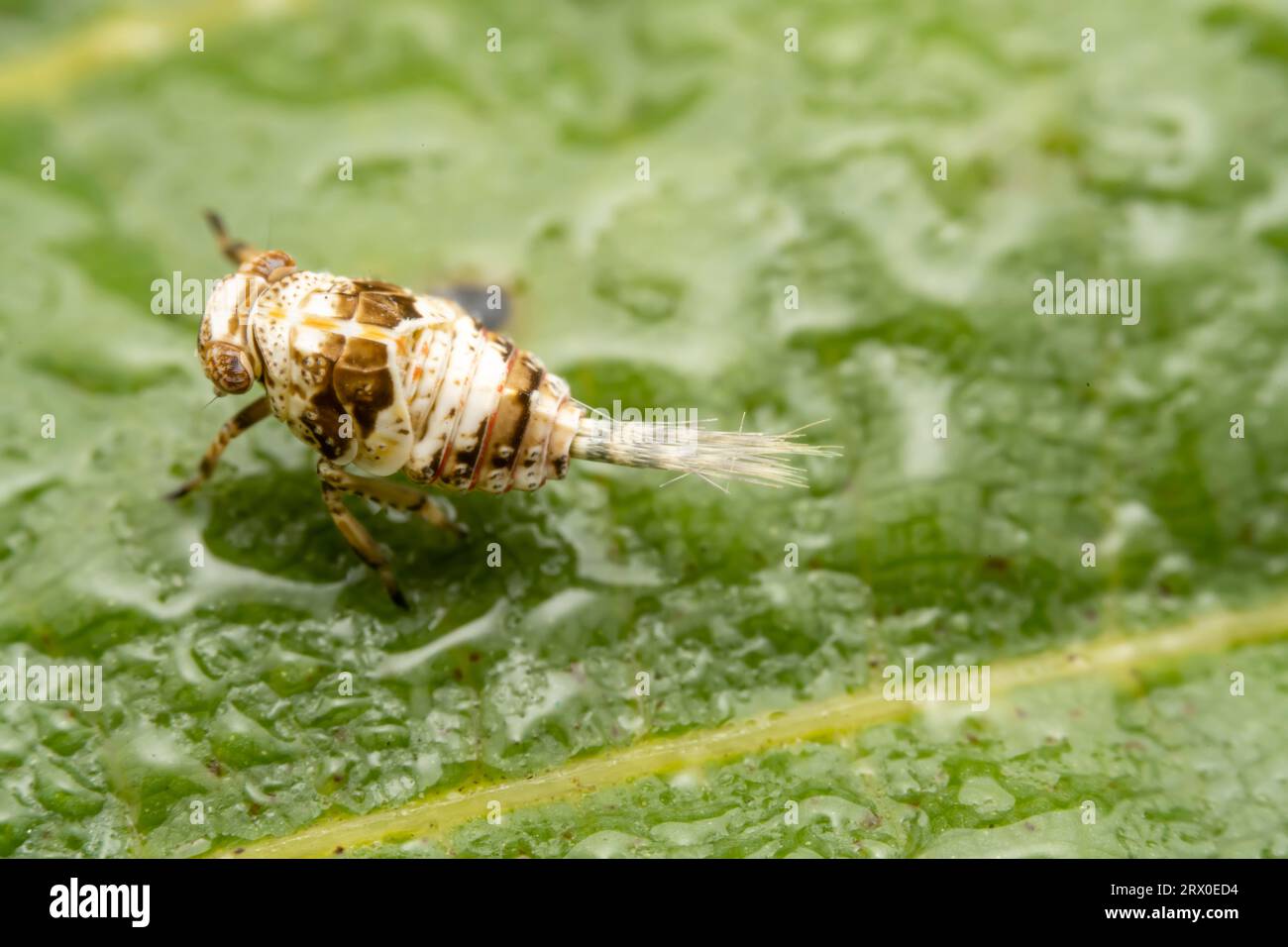 planthopper in the wild state Stock Photo - Alamy