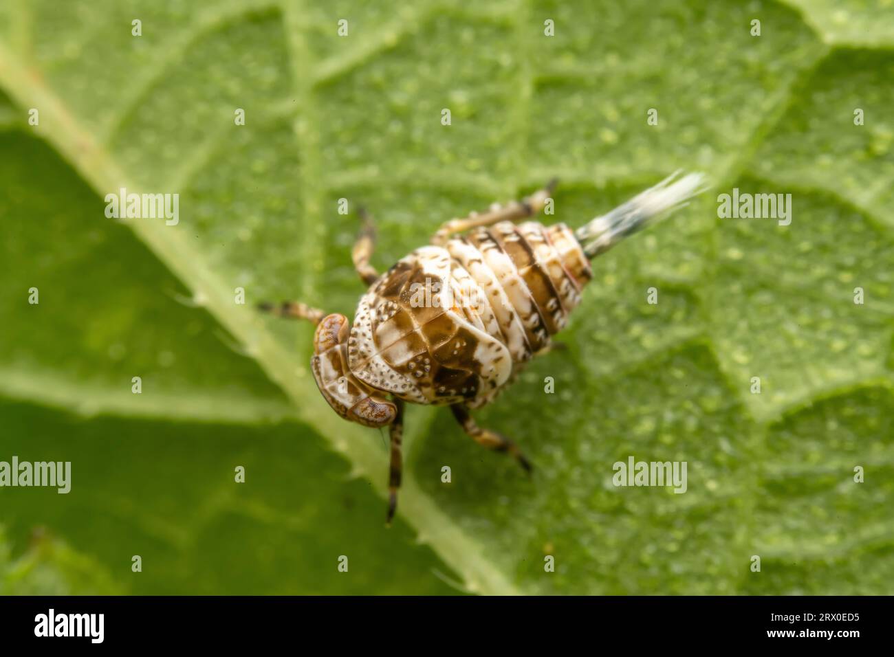 planthopper in the wild state Stock Photo - Alamy