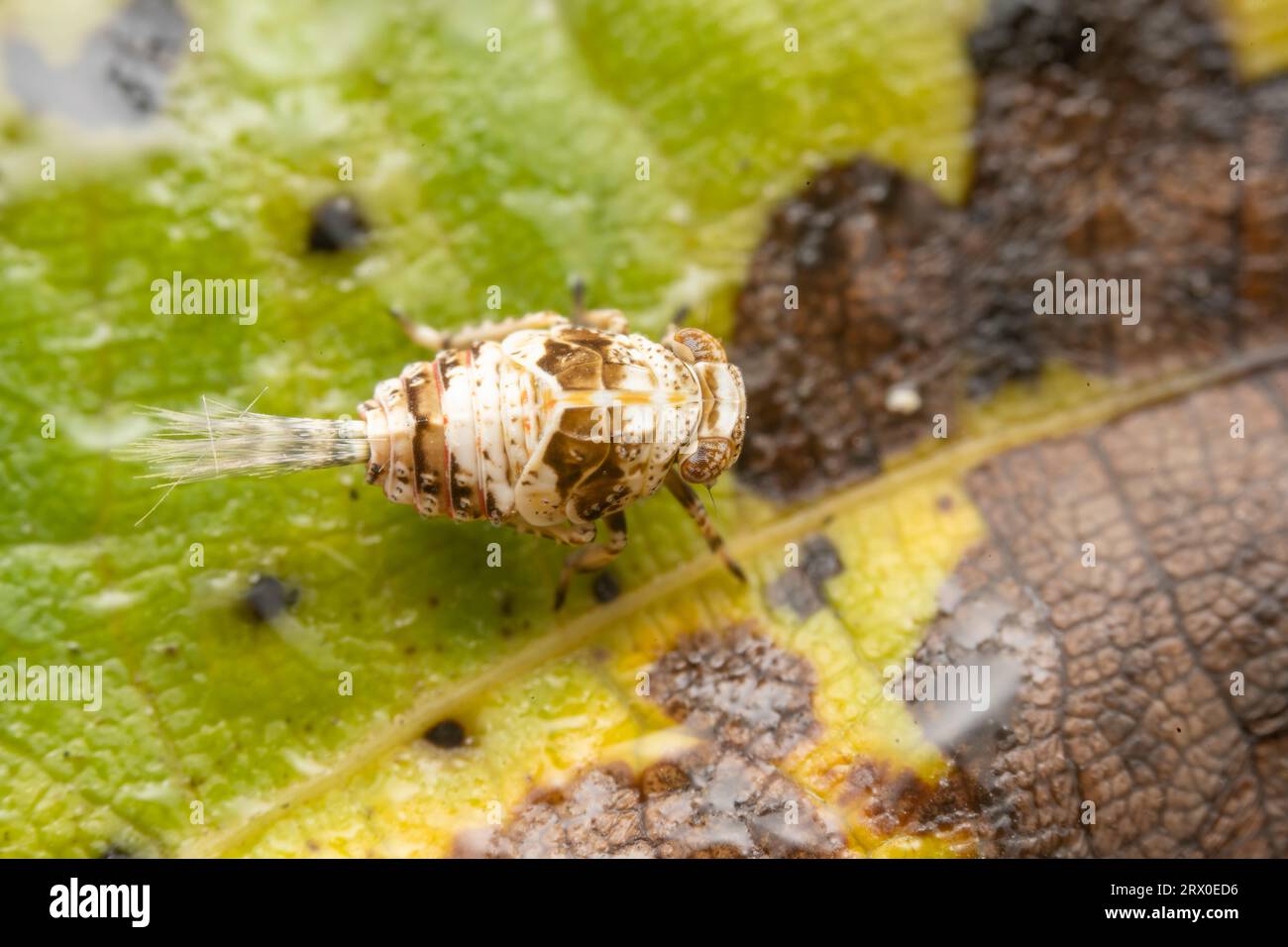 planthopper in the wild state Stock Photo - Alamy
