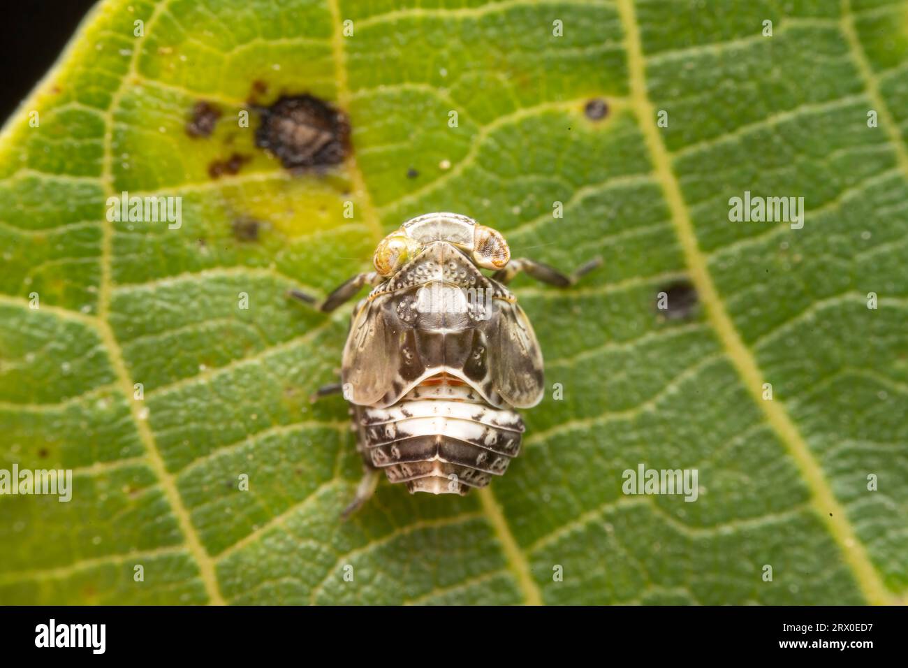 planthopper in the wild state Stock Photo - Alamy