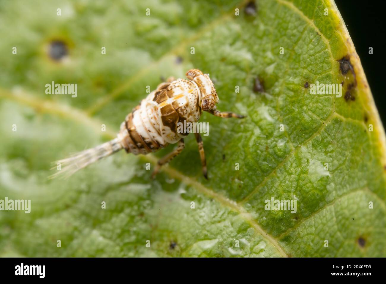 planthopper in the wild state Stock Photo - Alamy