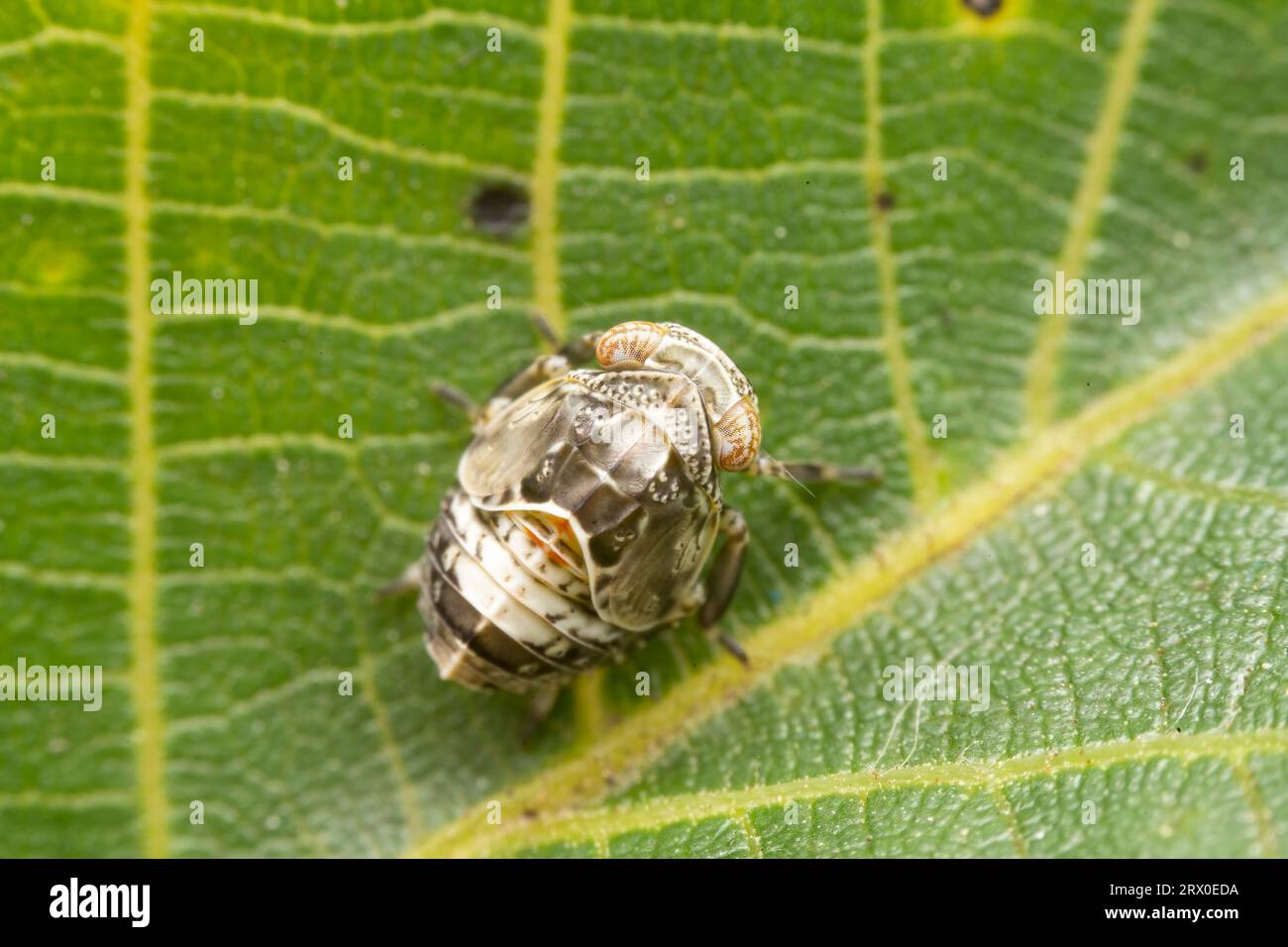 planthopper in the wild state Stock Photo - Alamy