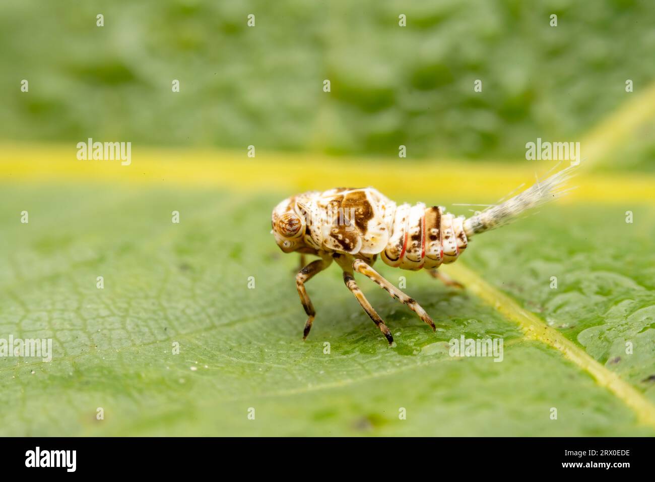planthopper in the wild state Stock Photo - Alamy