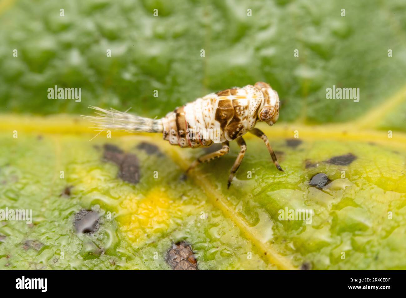 planthopper in the wild state Stock Photo - Alamy