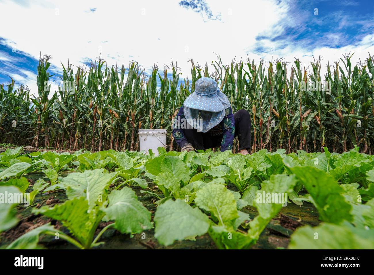 Luannan County, China - August 23, 2022: Farmers thinning seedlings in ...