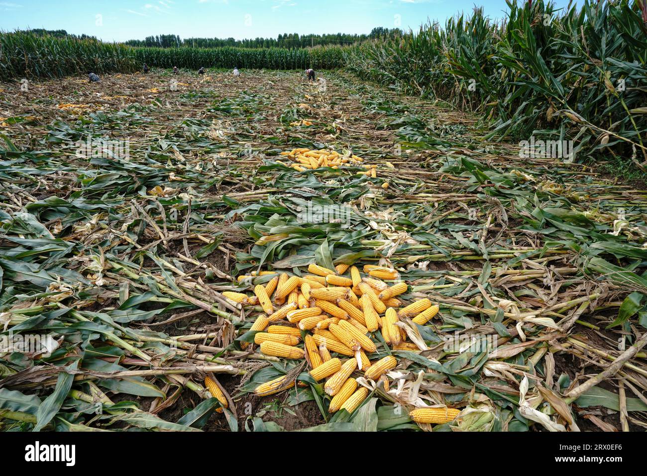 The corn in the farmland is on a farm in North China Stock Photo - Alamy