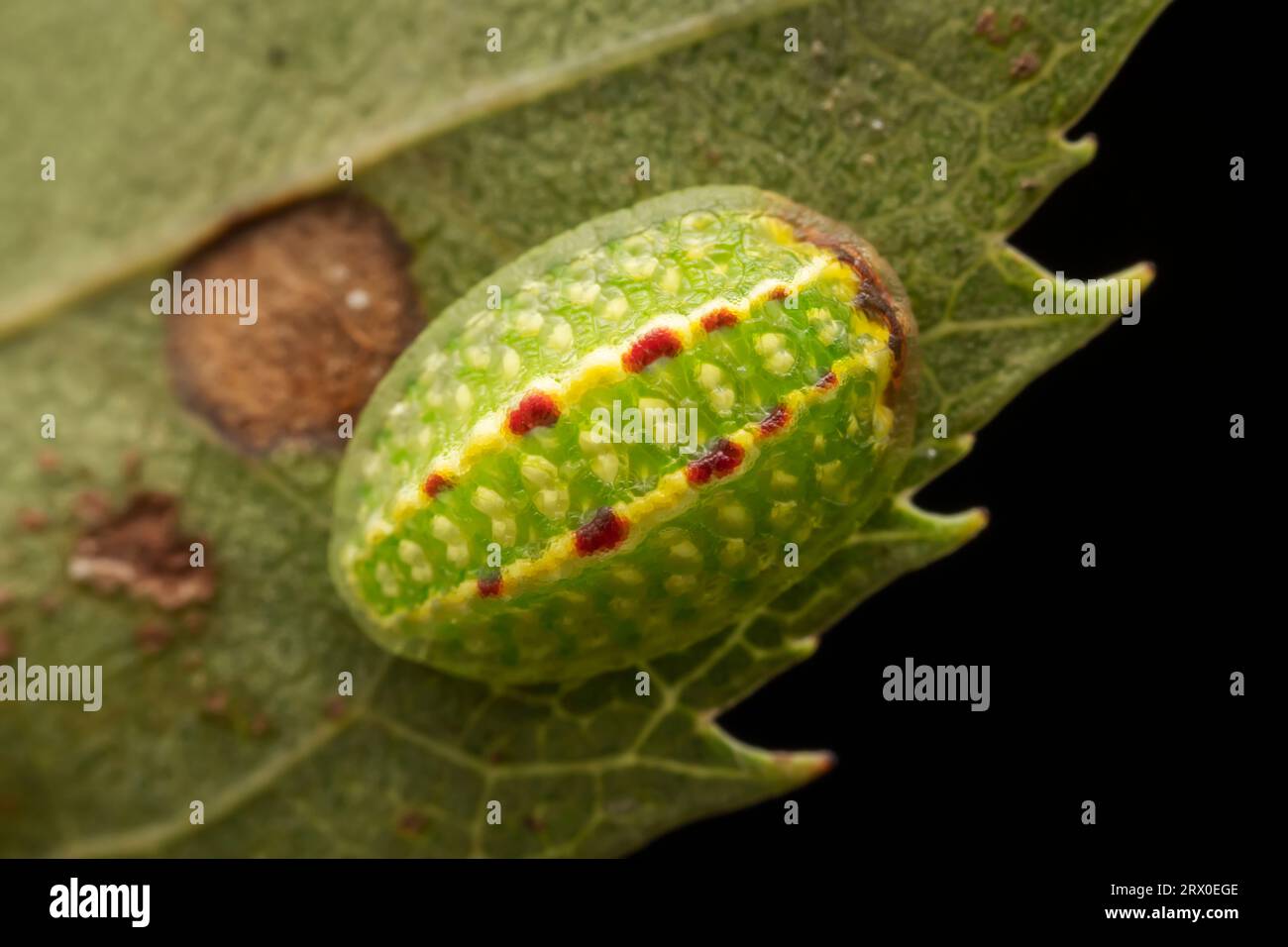 Limacodidae larva in the wild state Stock Photo - Alamy