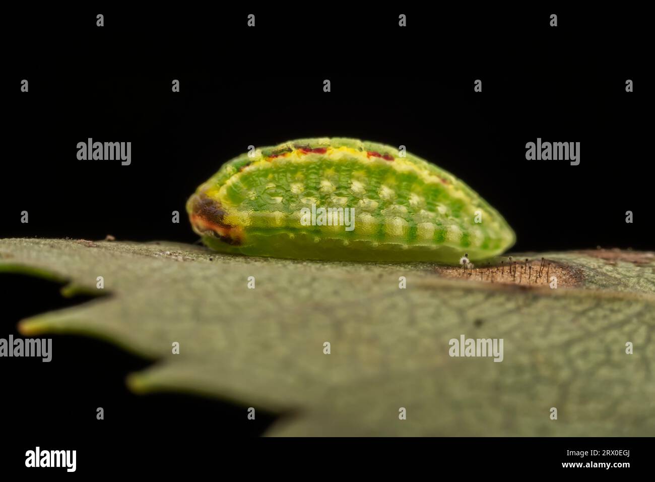 Eucleid hi-res stock photography and images - Alamy