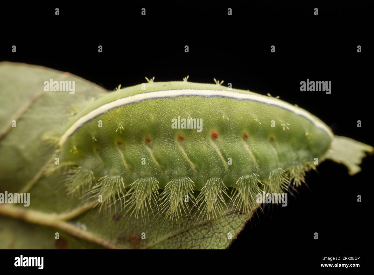 Thosca sinensis hi-res stock photography and images - Alamy
