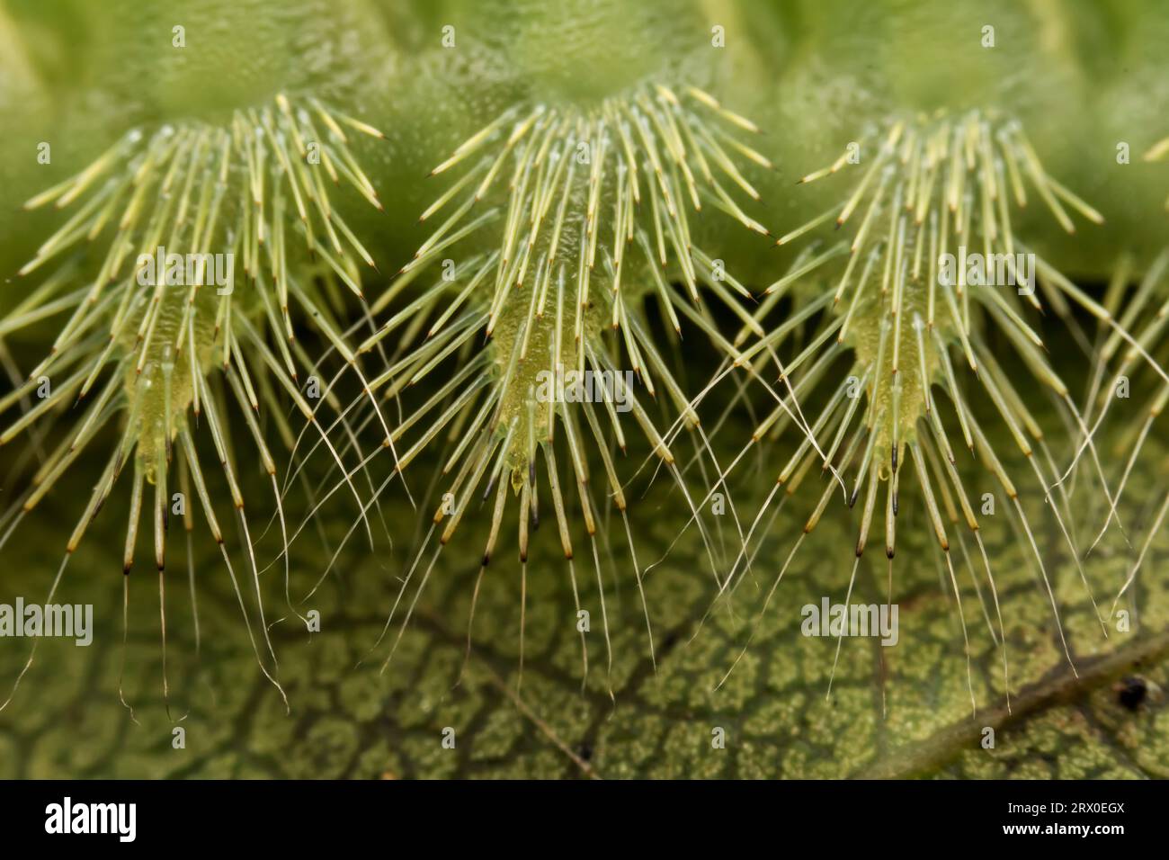Thosca sinensis hi-res stock photography and images - Alamy