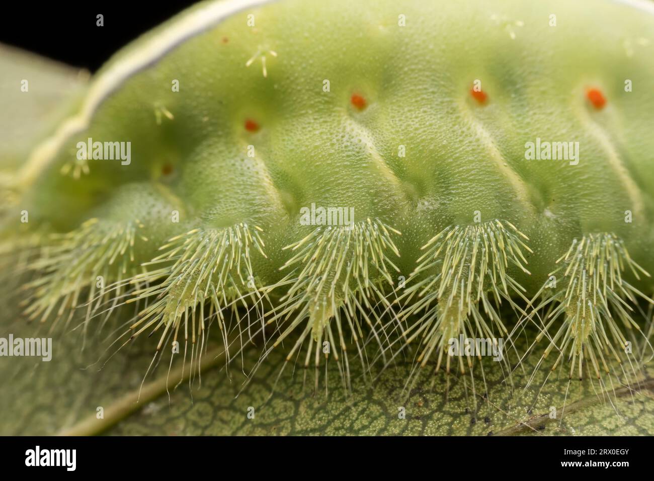 Thosca sinensis hi-res stock photography and images - Alamy