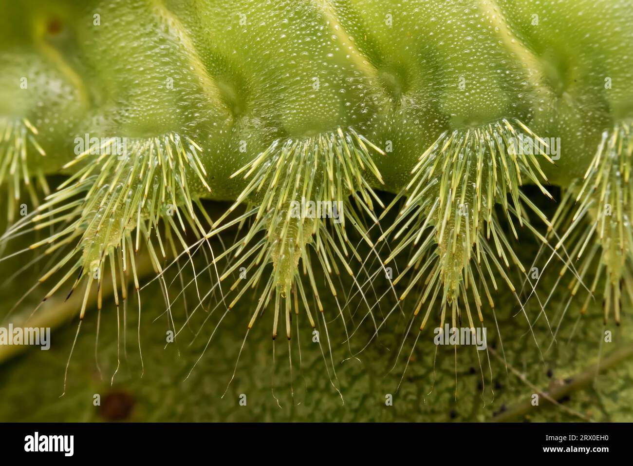 Thosca sinensis hi-res stock photography and images - Alamy