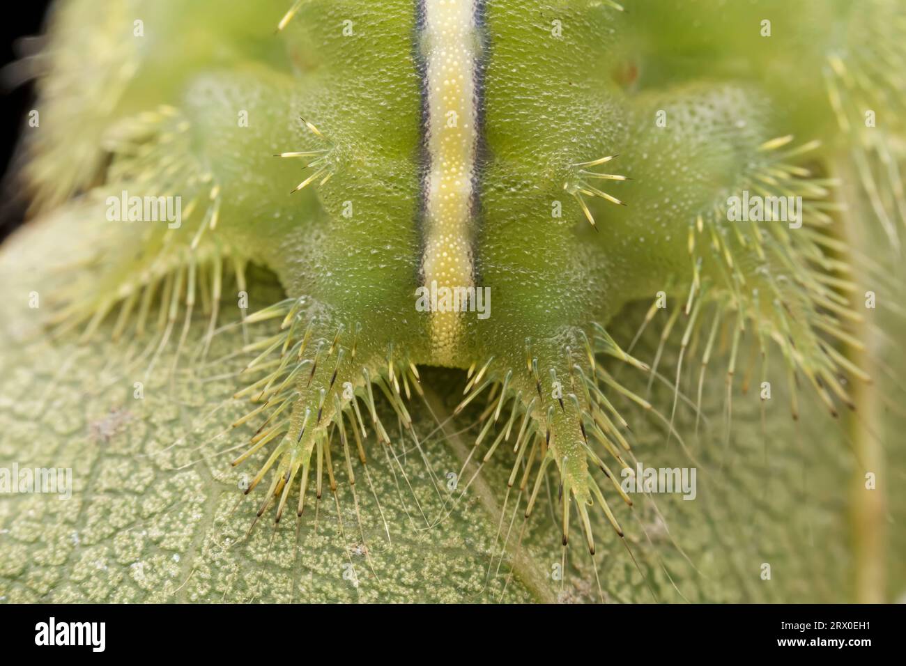 Thosca sinensis hi-res stock photography and images - Alamy