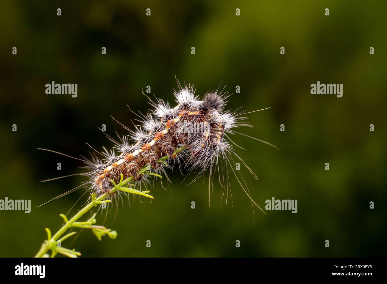 Poisonous moth larvae in the wild state Stock Photo - Alamy