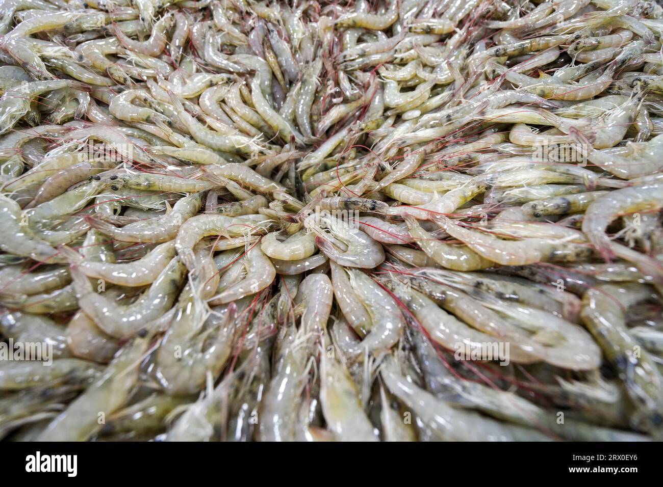 Seafood processing plants hi-res stock photography and images - Alamy