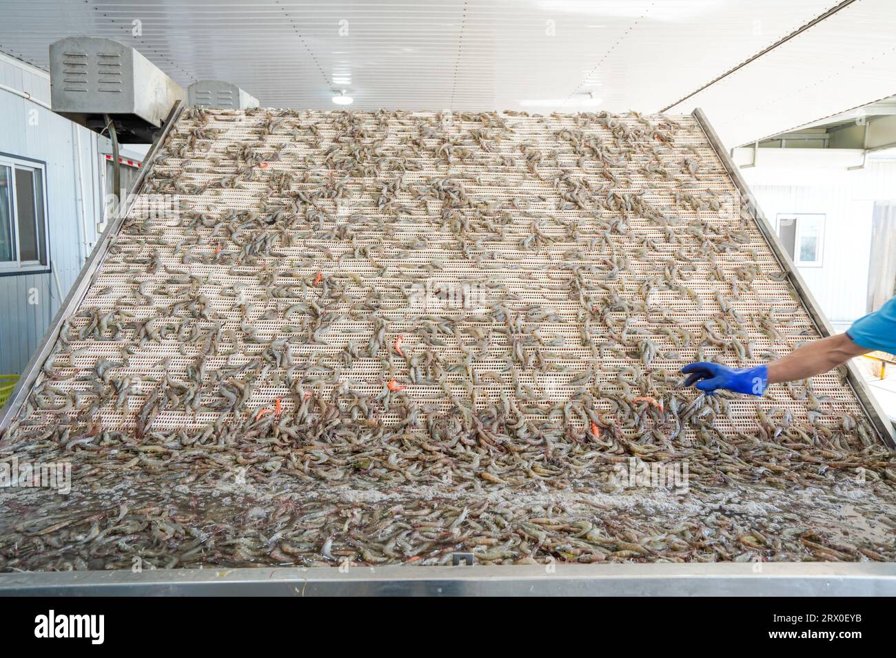 Fresh prawns on the conveyor at the seafood processing plant Stock ...