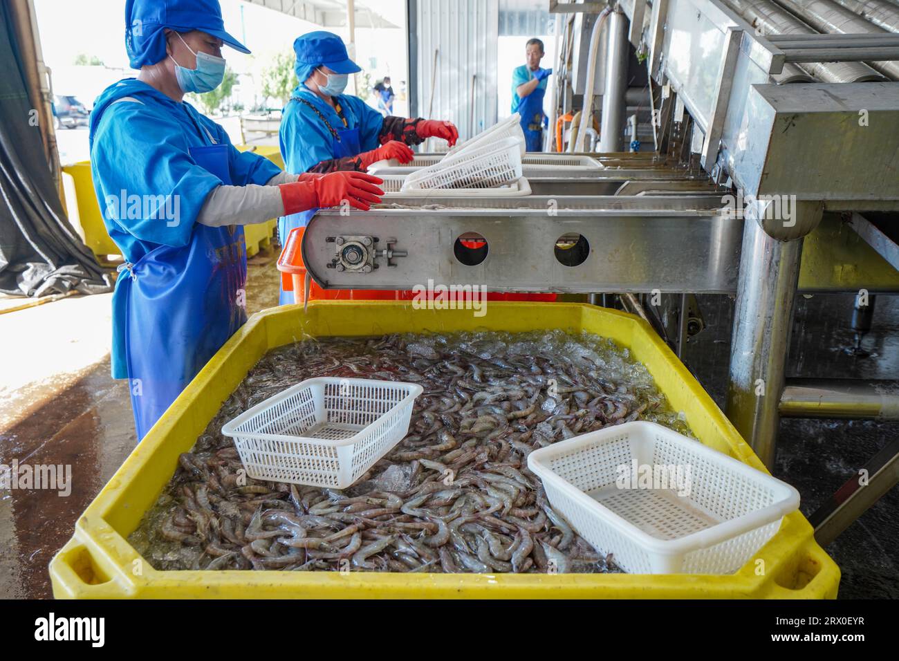 Luannan County, China - August 24, 2022: Workers sorting fresh prawns ...