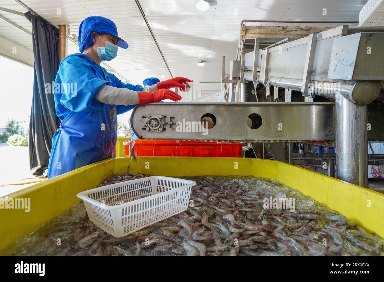 Luannan County, China - August 24, 2022: Workers sorting fresh prawns ...