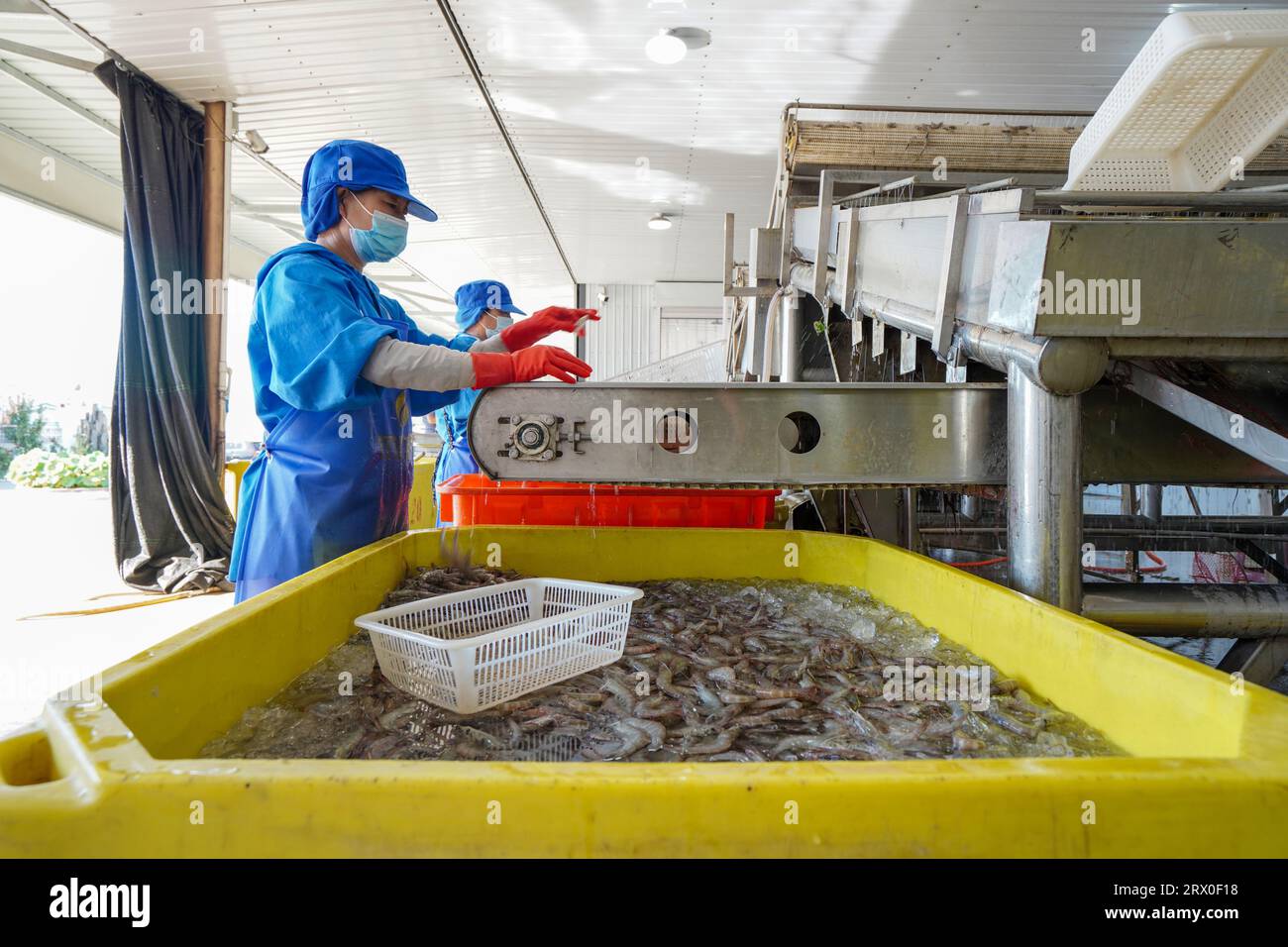 Seafood processing plants hi-res stock photography and images - Alamy