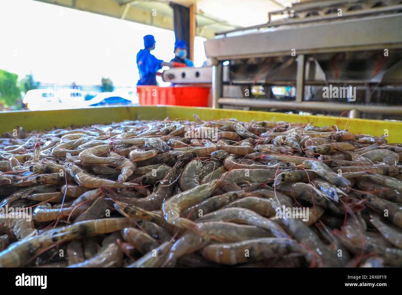 Luannan County, China - August 24, 2022: Workers sorting fresh prawns ...