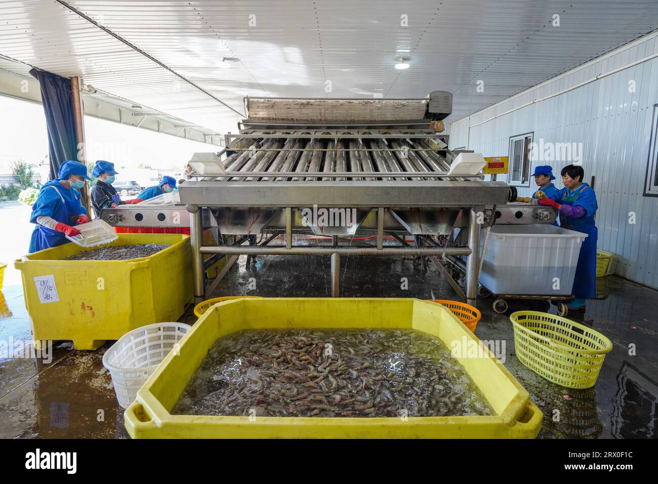 Luannan County, China - August 24, 2022: Workers sorting fresh prawns at a seafood processing ...