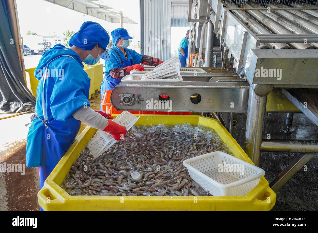 Luannan County, China - August 24, 2022: Workers sorting fresh prawns ...