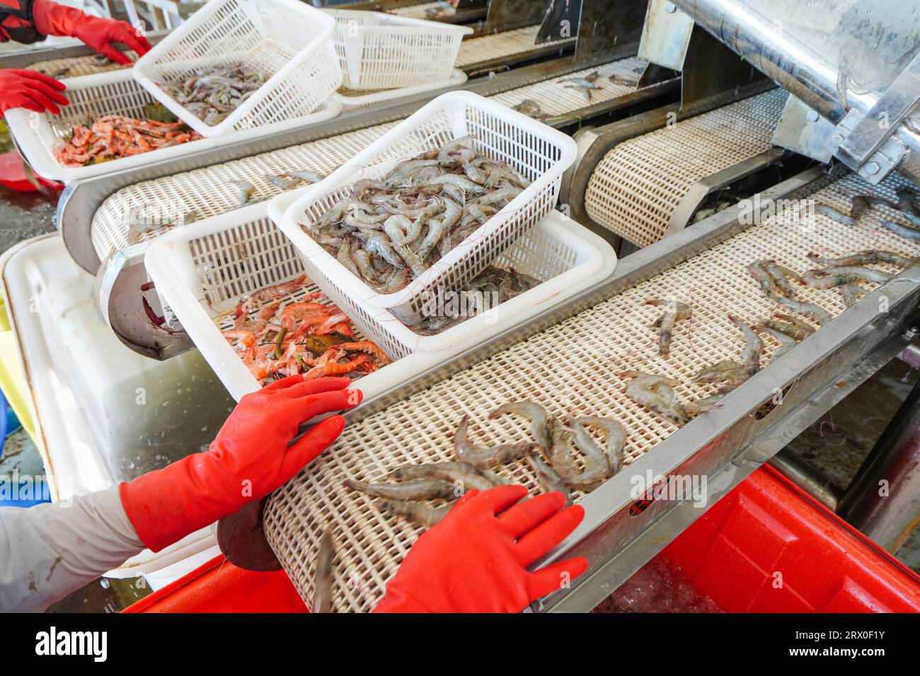 Luannan County, China - August 24, 2022: Workers sorting fresh prawns ...