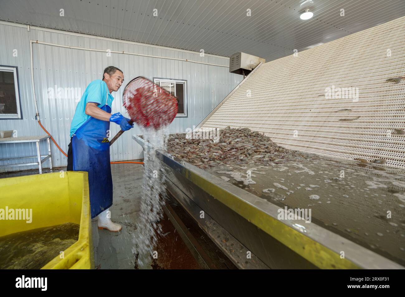 Luannan County, China - August 24, 2022: Workers are picking up fresh ...
