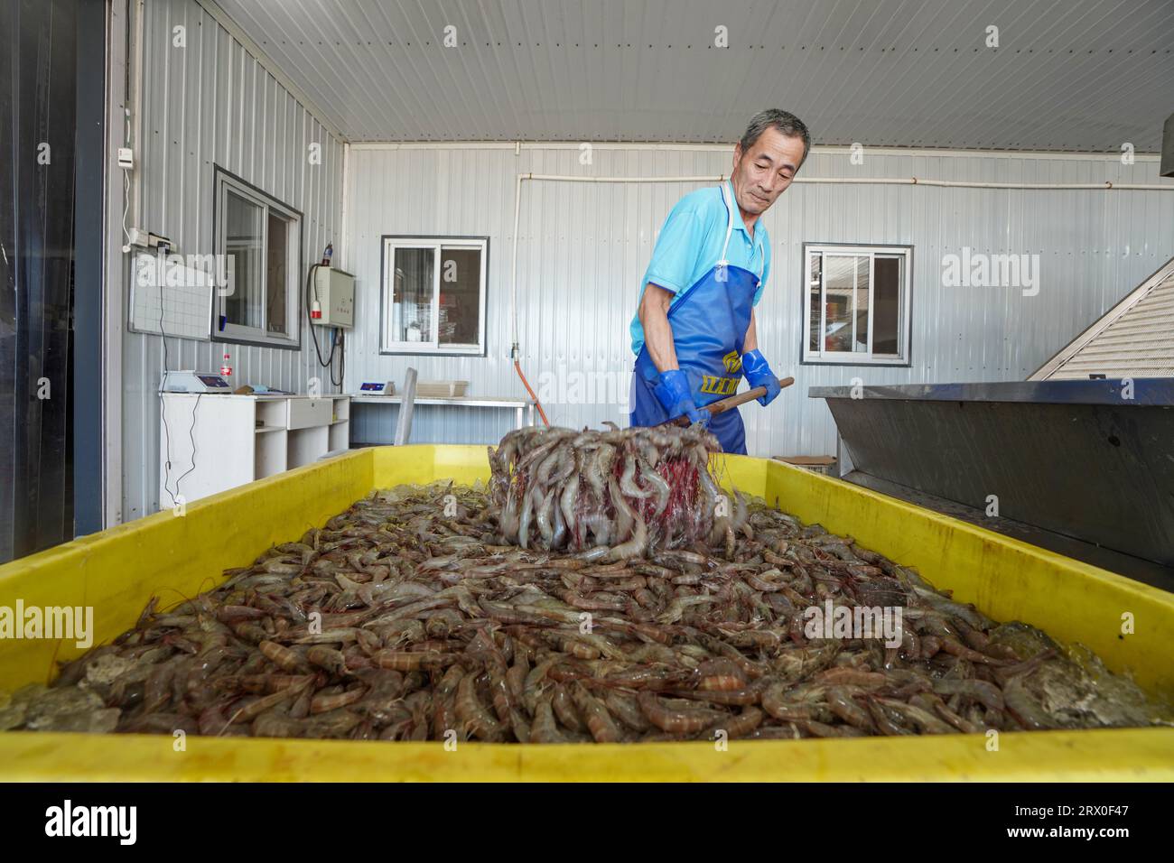 Luannan County, China - August 24, 2022: Workers are picking up fresh ...