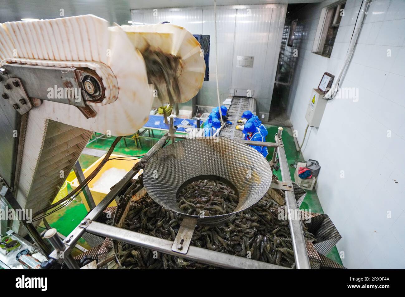 Automatic shrimp diversion device in a seafood processing plant Stock ...