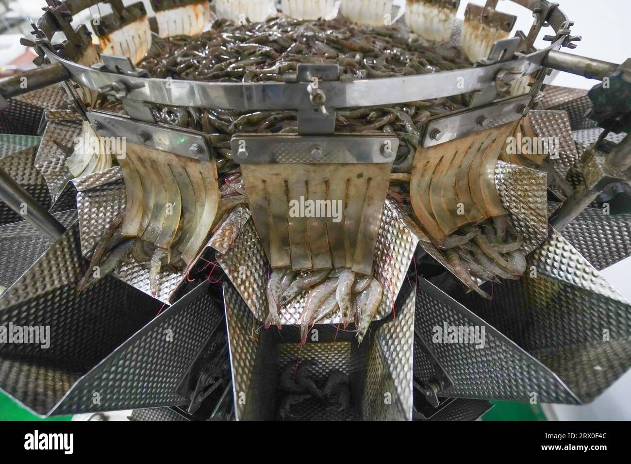 Automatic shrimp diversion device in a seafood processing plant Stock ...