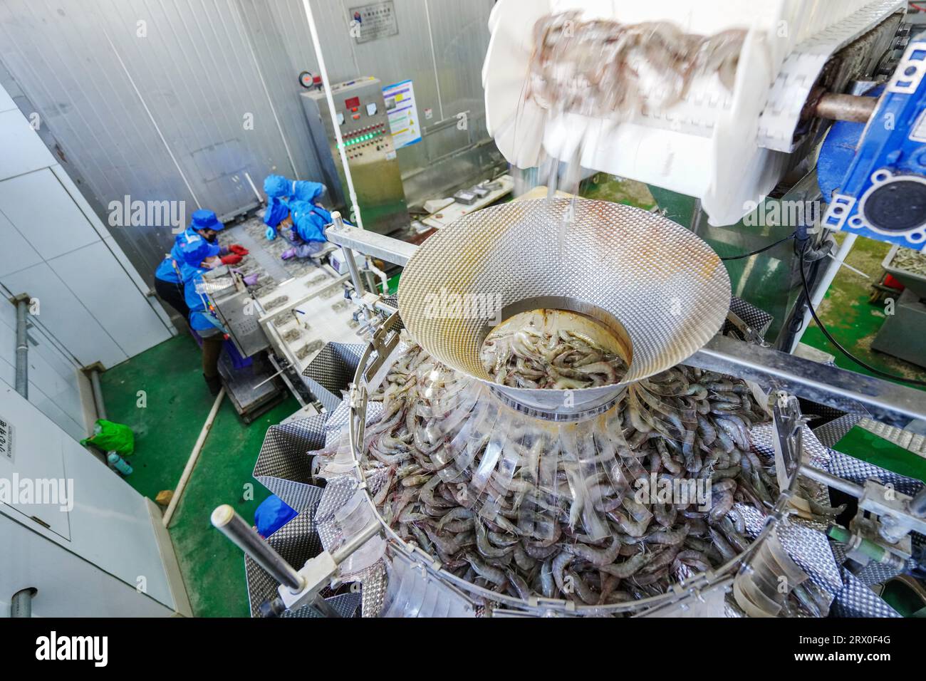 Automatic shrimp diversion device in a seafood processing plant Stock ...
