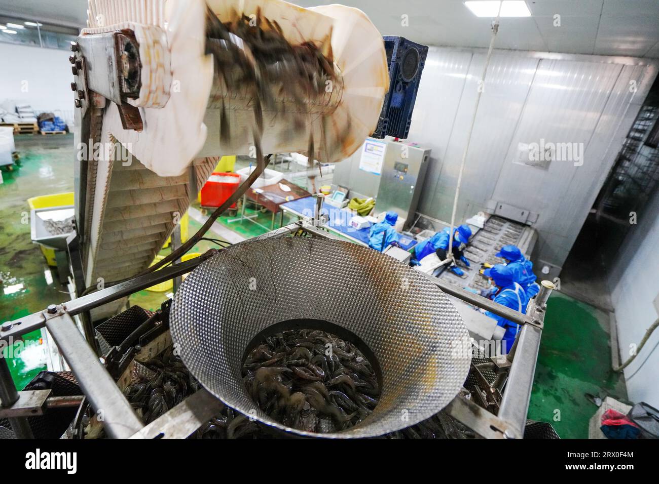 Automatic shrimp diversion device in a seafood processing plant Stock ...