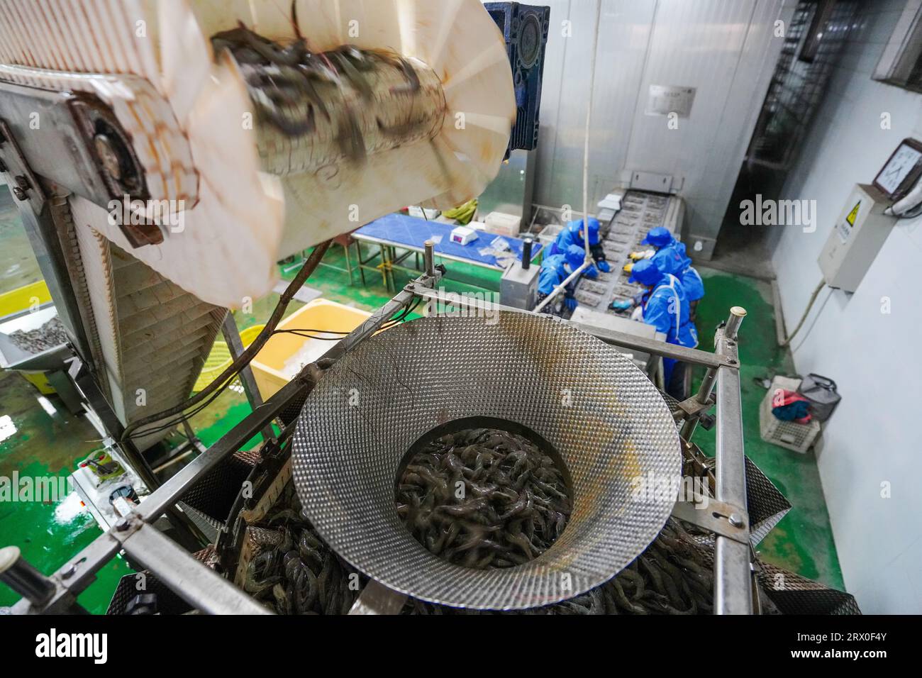 Automatic shrimp diversion device in a seafood processing plant Stock ...