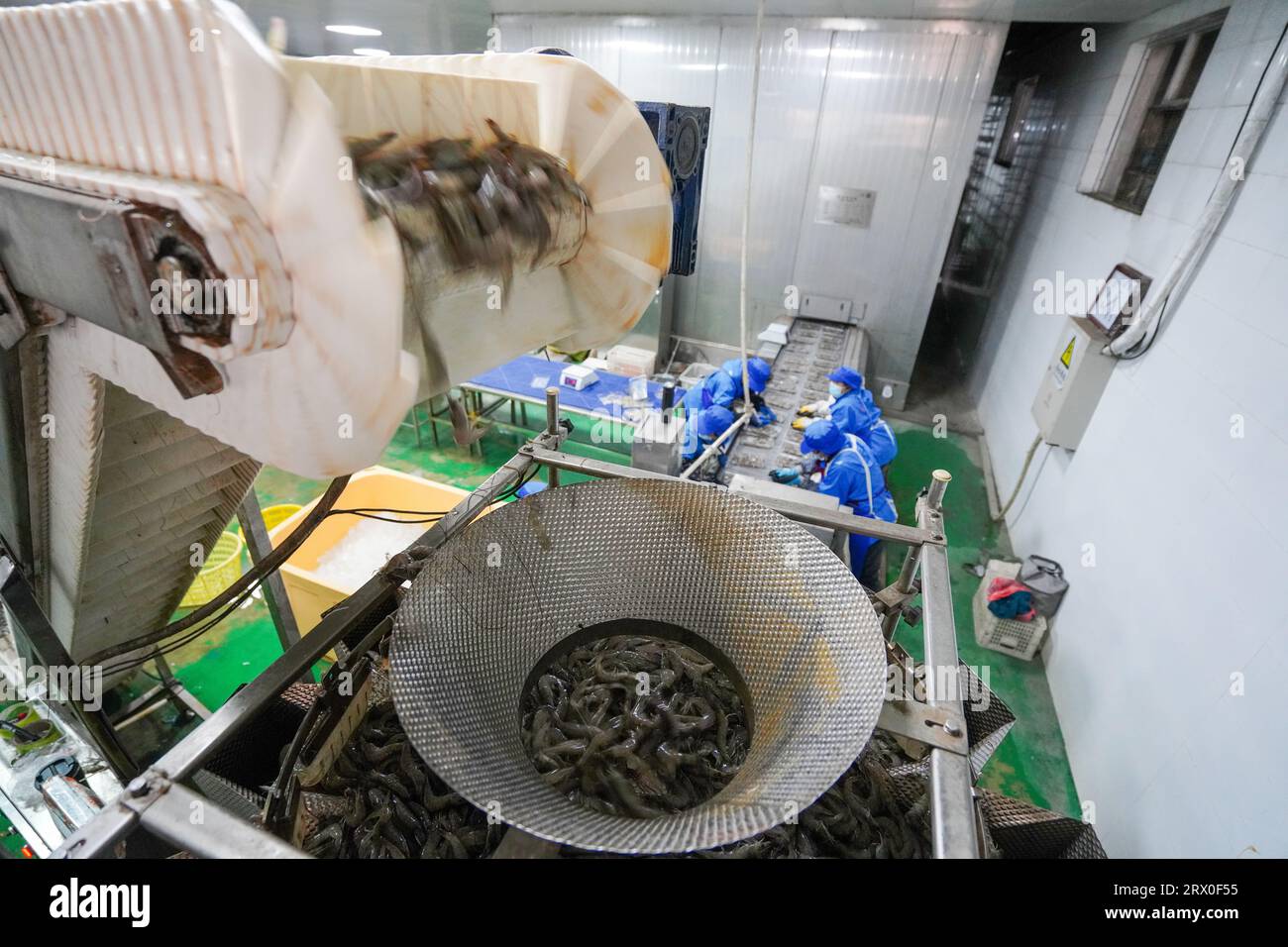 Automatic shrimp diversion device in a seafood processing plant Stock ...