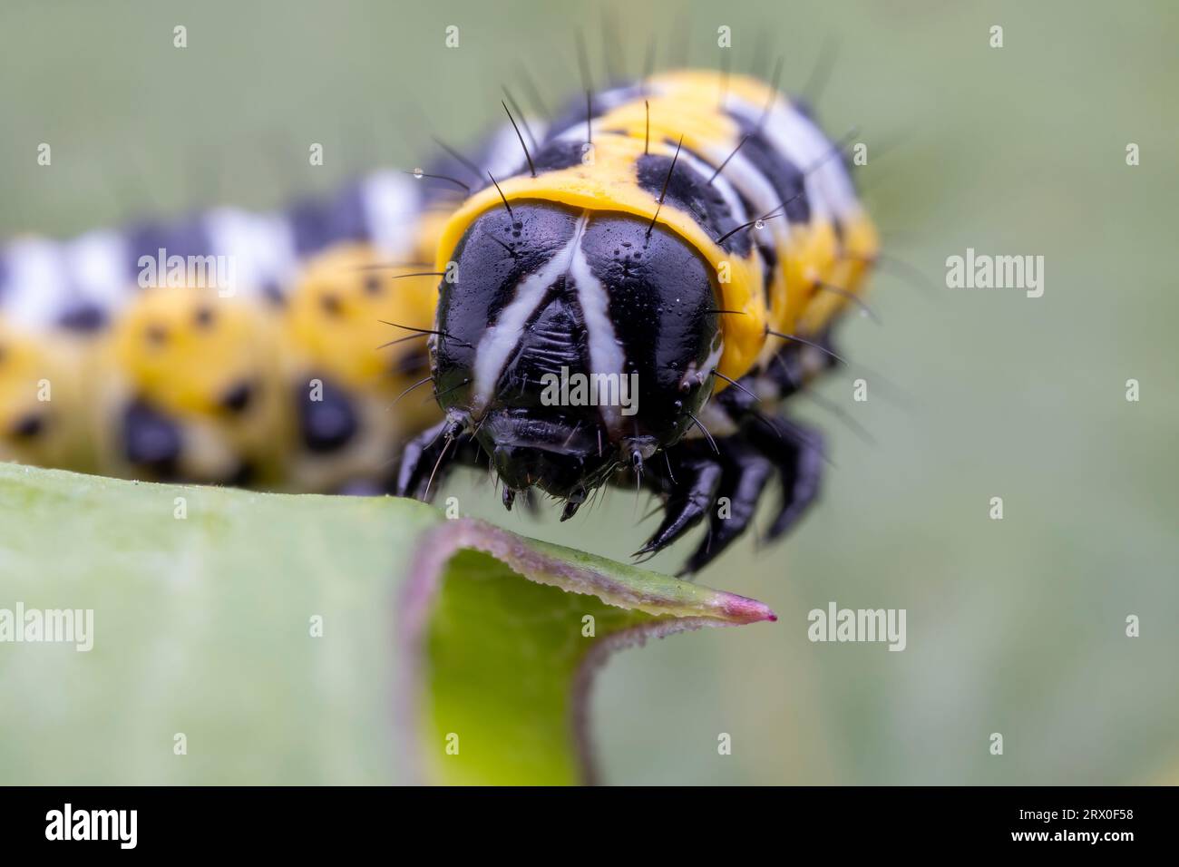 noctuid larvae in the wild state Stock Photo - Alamy