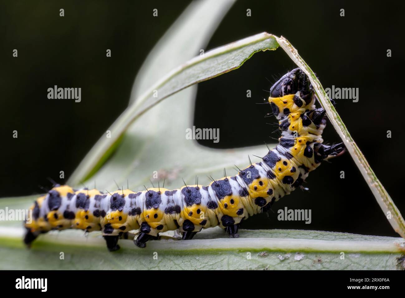 noctuid larvae in the wild state Stock Photo - Alamy