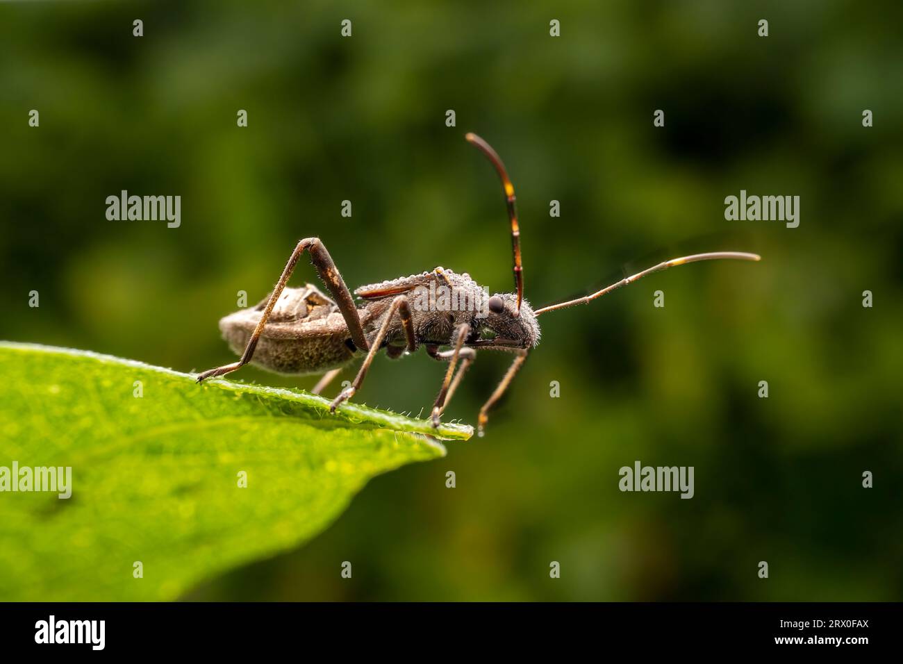 Riptortus pedestris hi-res stock photography and images - Alamy