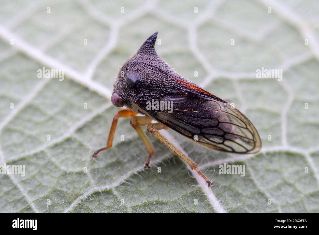 Membracidae in the wild state Stock Photo - Alamy