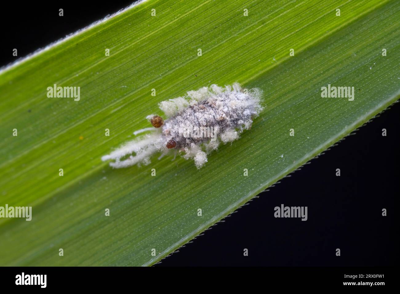 scale insect in nature state Stock Photo - Alamy