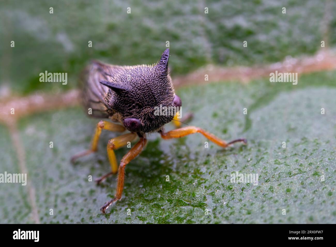 Umbonia spinos hi-res stock photography and images - Alamy