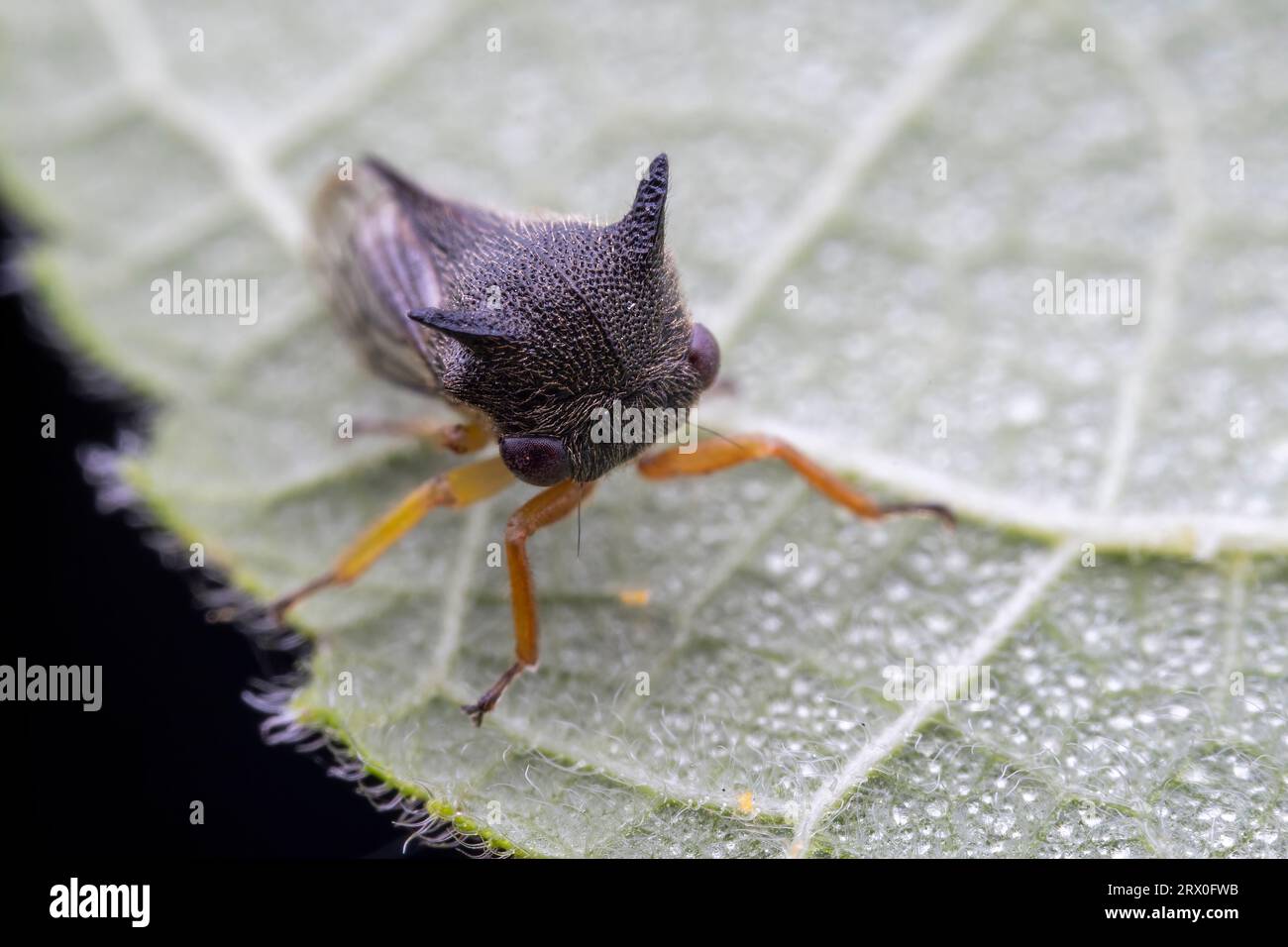 Membracidae in the wild state Stock Photo - Alamy