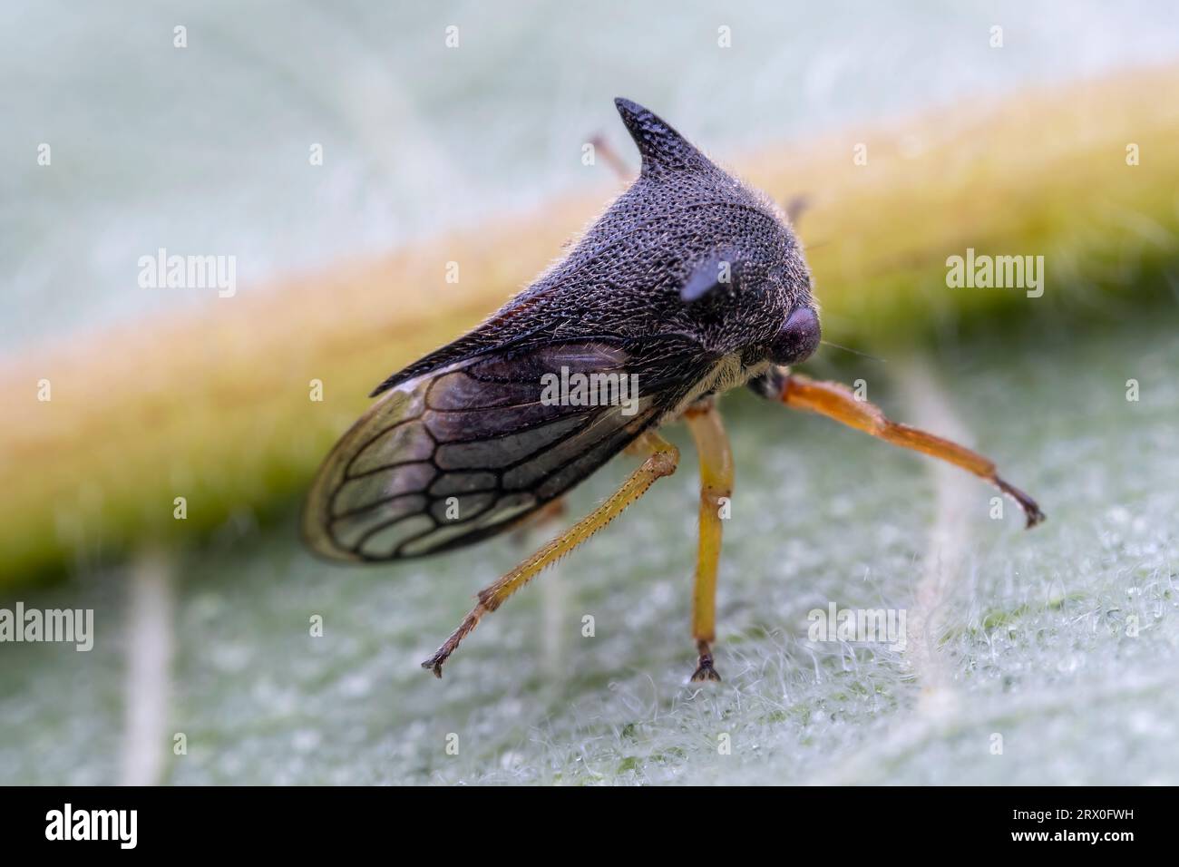 Umbonia spinos hi-res stock photography and images - Alamy
