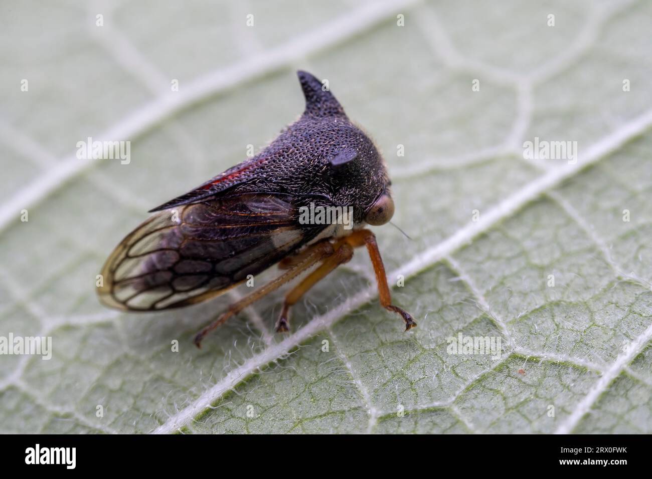 Umbonia spinos hi-res stock photography and images - Alamy